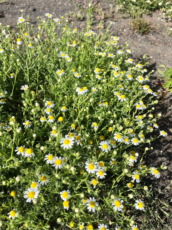 Beekeeping on Vulcano - by mia frances - setteuarciate