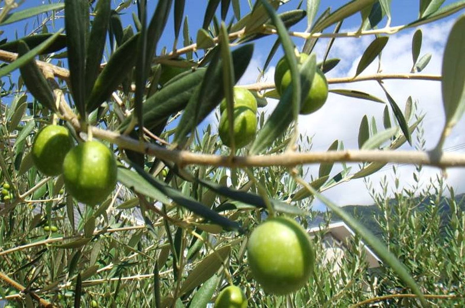 Did you know there is an olive island in Japan?