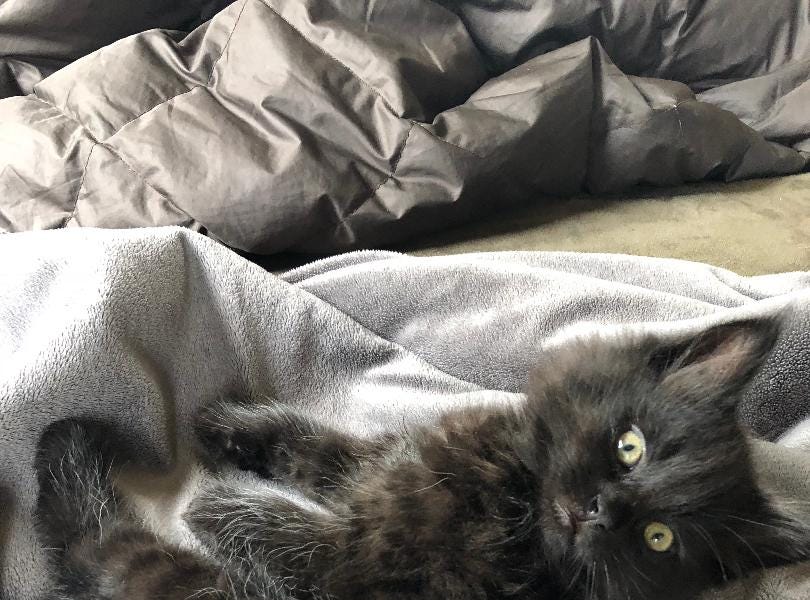 Full Beast Mode! - by Joshua AH Harris - Wyofornia