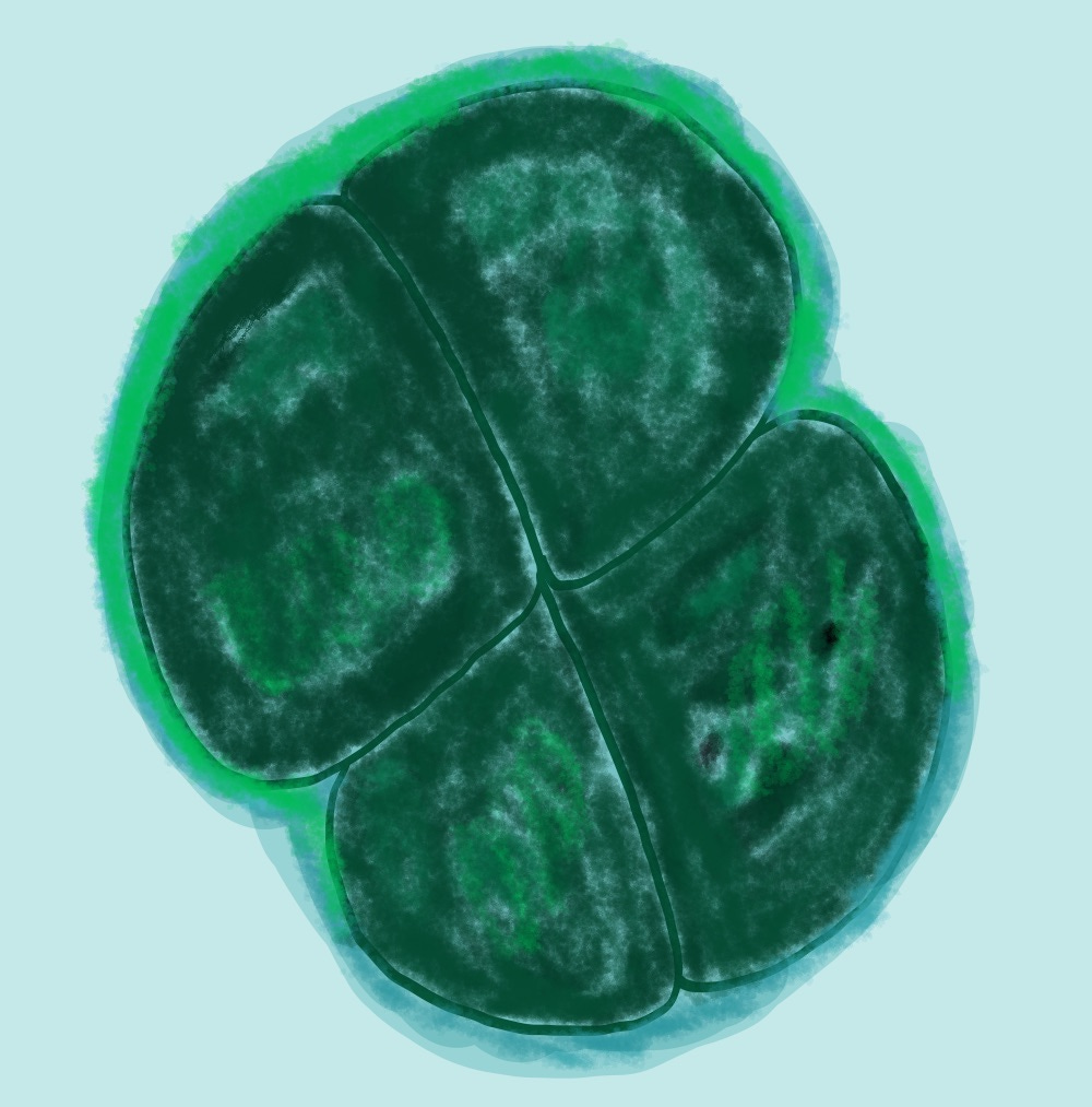 A Visual Journey through Bacterial Morphology: Understanding Microbial ...