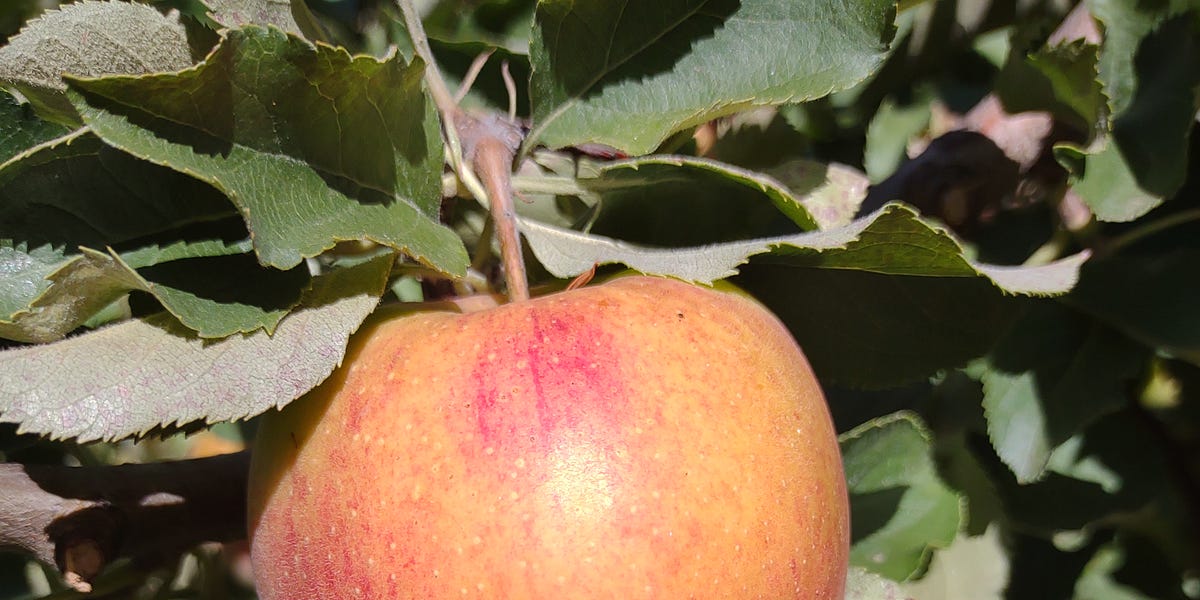Episode 55 - What's the State of the Jonagold Apple?