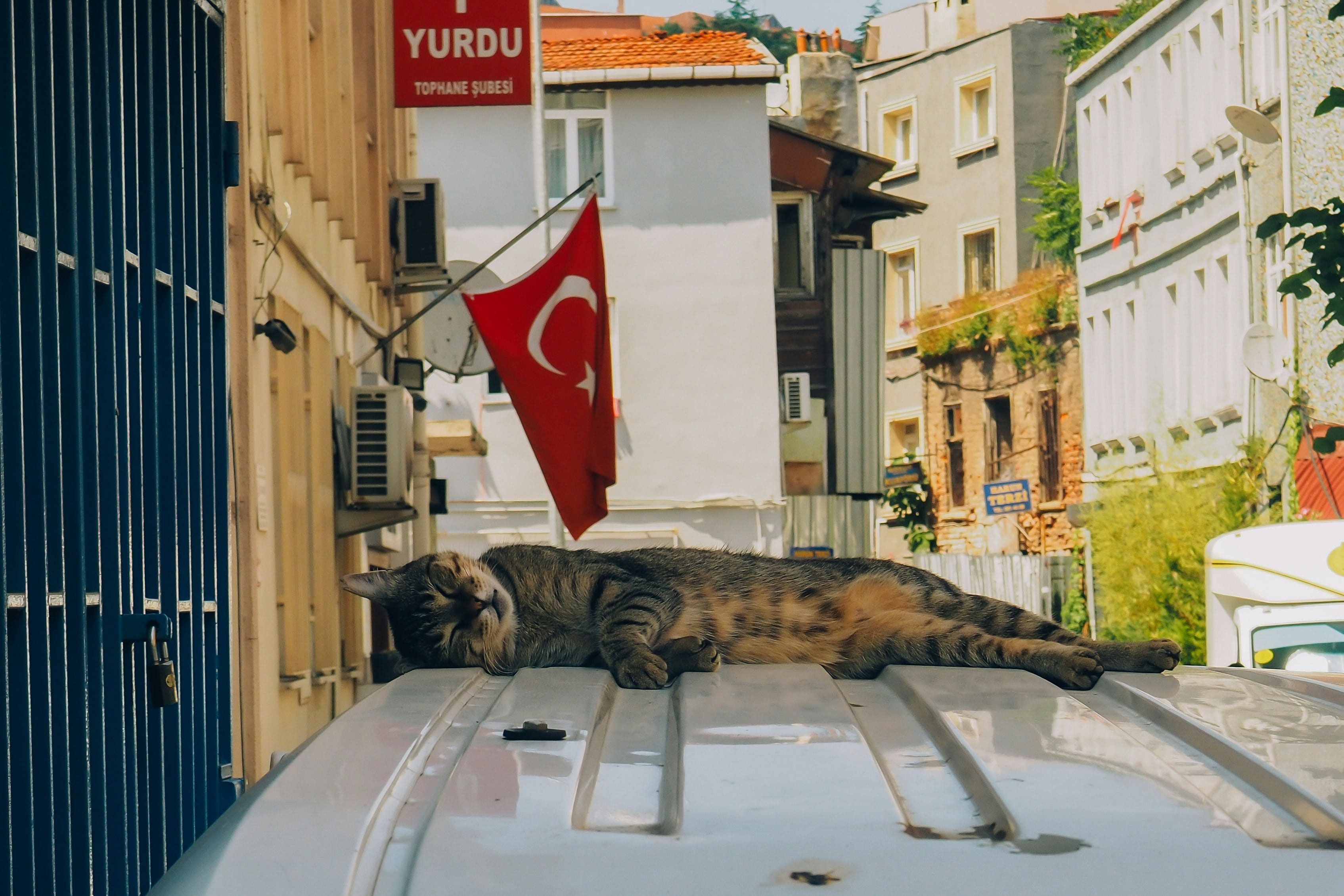 Istanbul’s Veterinarians Speak Out Starving Stray Animals Is Not a Solution