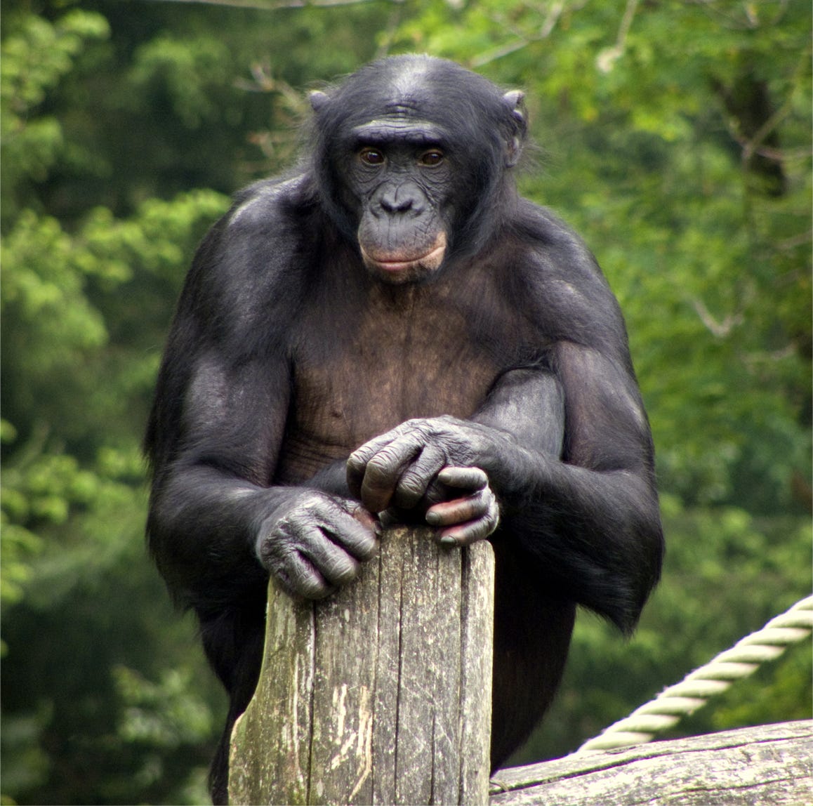 The bonobo exception - by Tove K - Wood From Eden