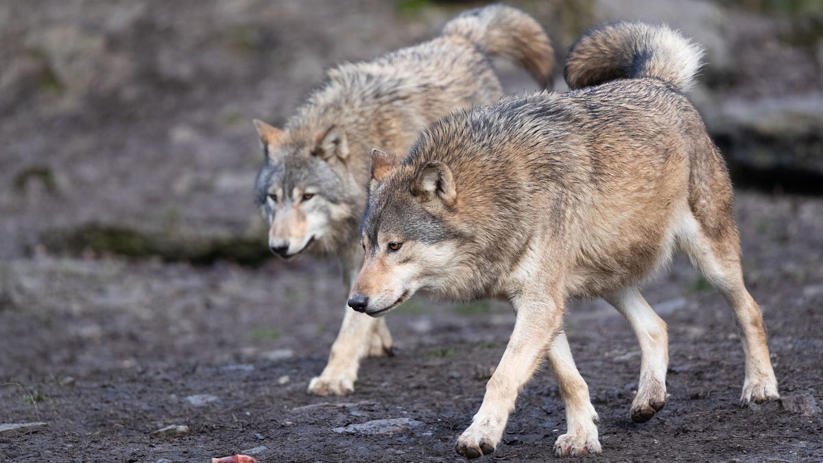 The Eastern Wolf: Canada’s Elusive and Endangered Predator