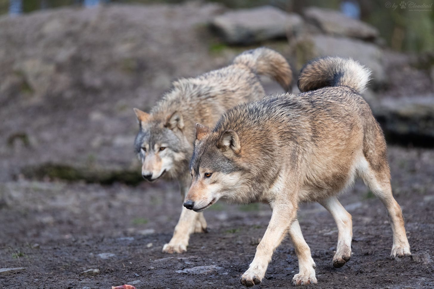 The Eastern Wolf: Canada’s Elusive and Endangered Predator