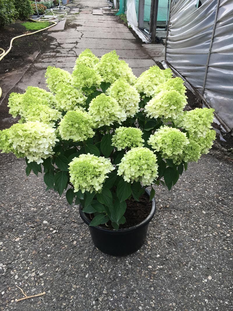 Green flowers for St Patrick's Day 🍀 - by Mr Plant Geek