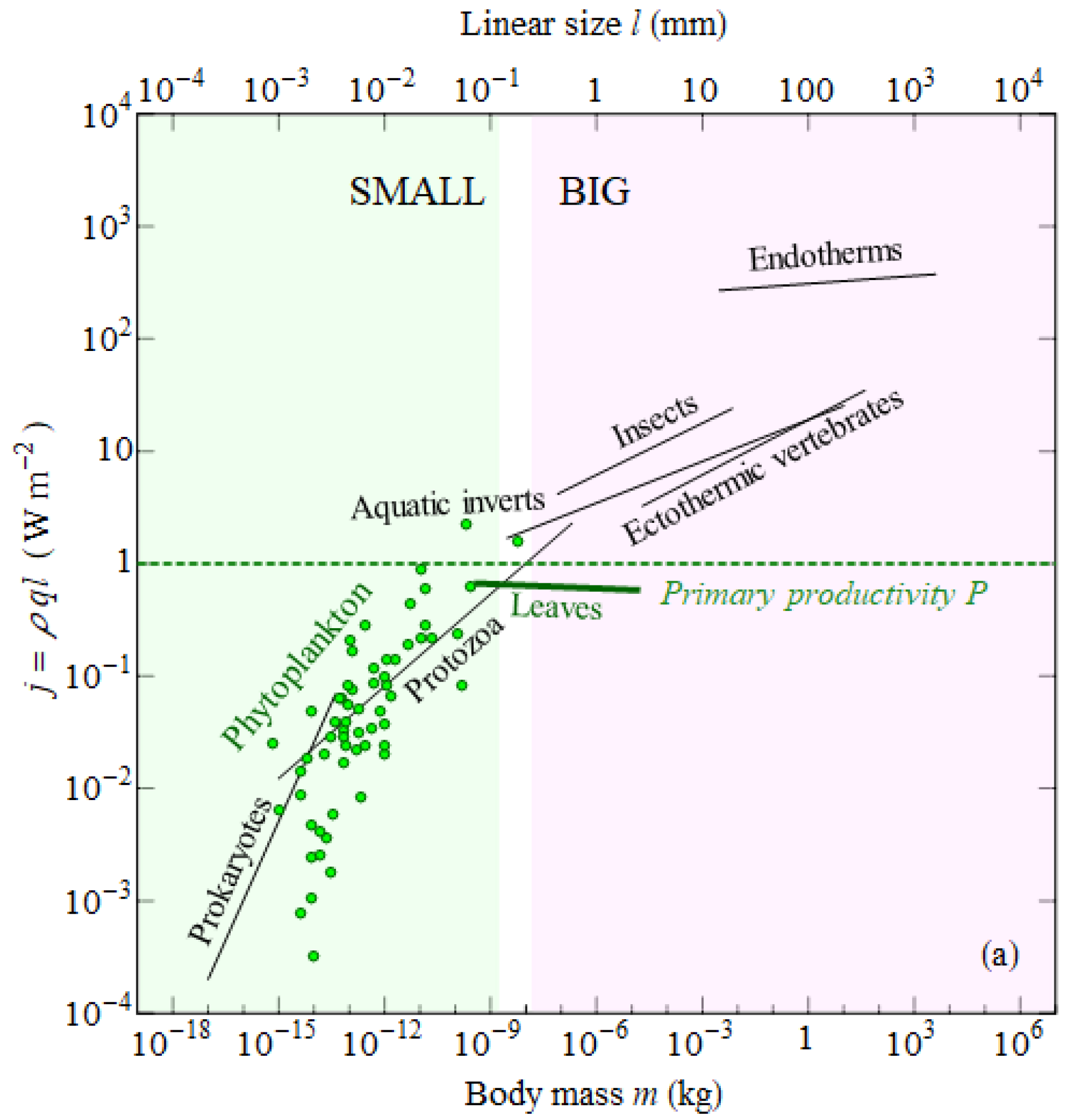 The Small and the Big: Life's Fundamental Energetic Dichotomy
