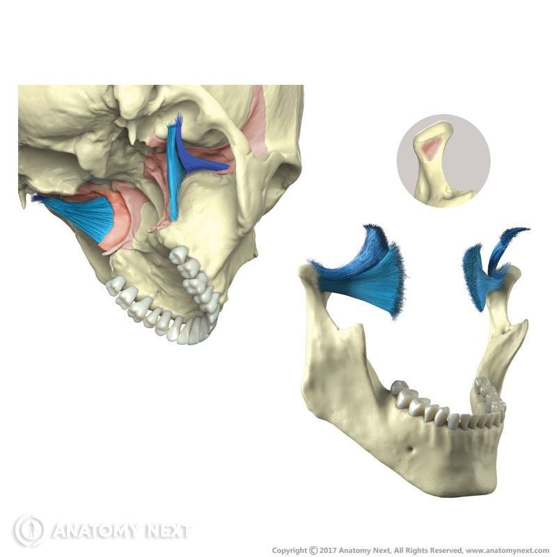 The Pterygoids - Vitae Aether