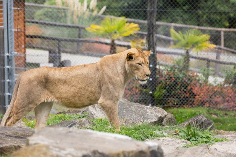 Miley Cyrus se fiance; Un lion tue un homme dans un zoo; Médecin de ...
