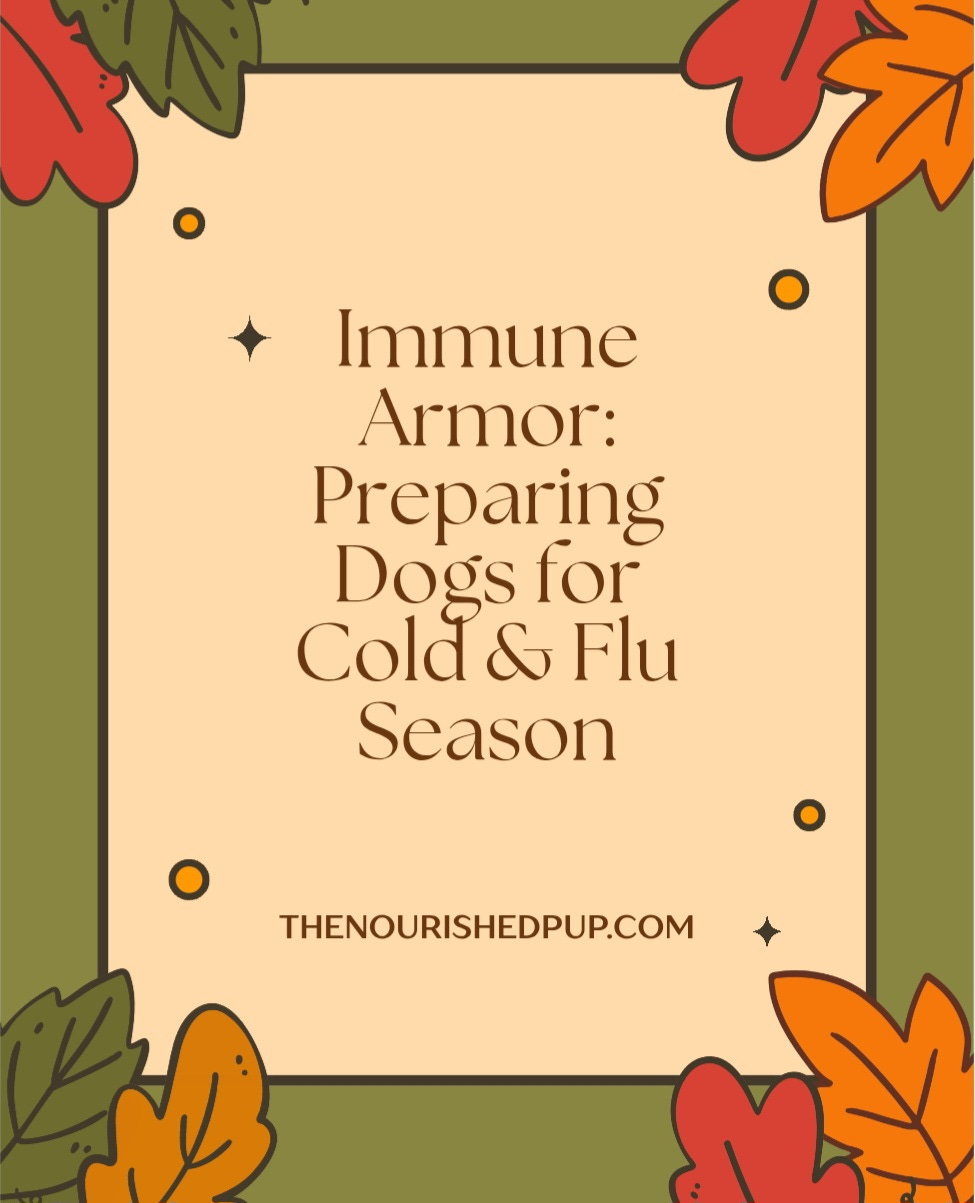Immune Armor: Preparing Dogs for Cold & Flu Season