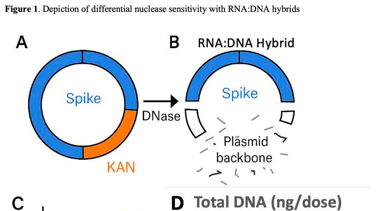RNA:DNA Hybrids Survive Digestion in mRNA Vaccine Manufacturing