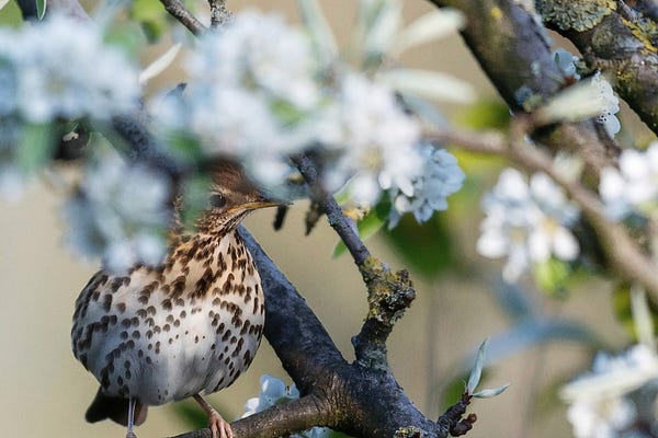 Death & Birds | Chloe Hope | Substack