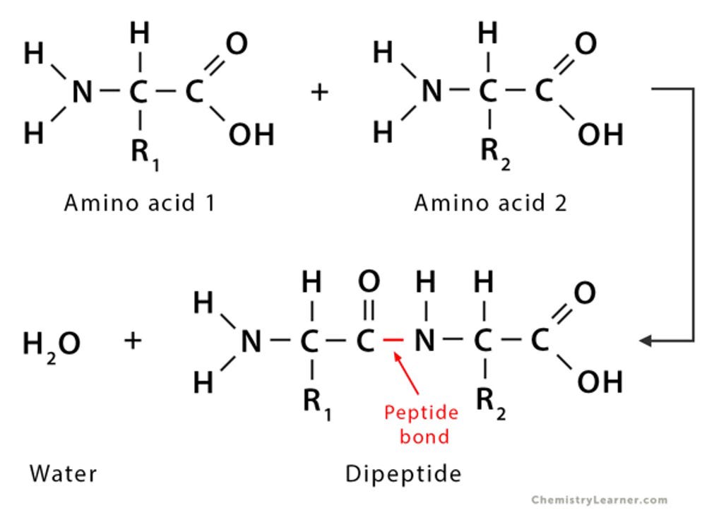 compound sciences peptides