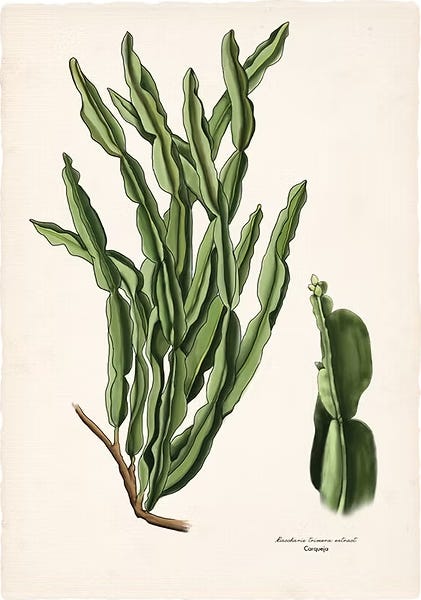 El cuerpo, la carqueja y la llave del dolor.