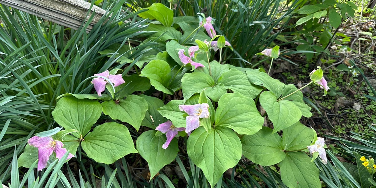 DAY 141 DAILY BIBLE READING - by Mrs. Ashe