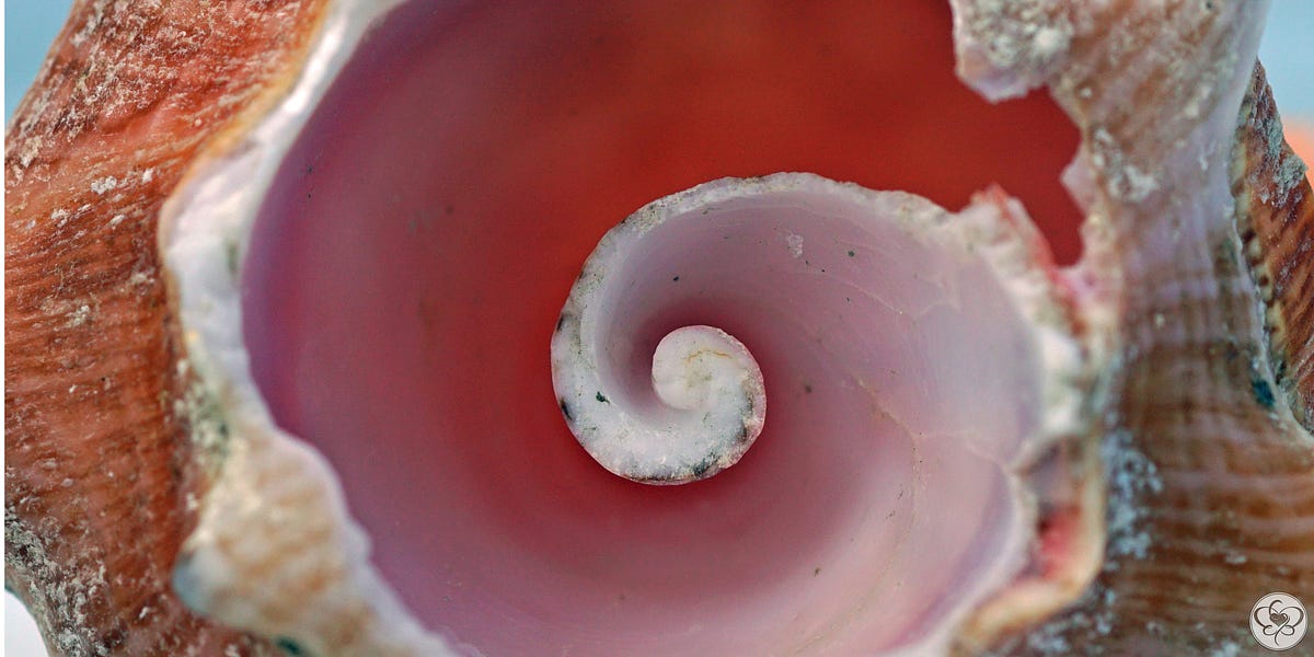 The Ocean's Echo: Shells and the Symphony Within