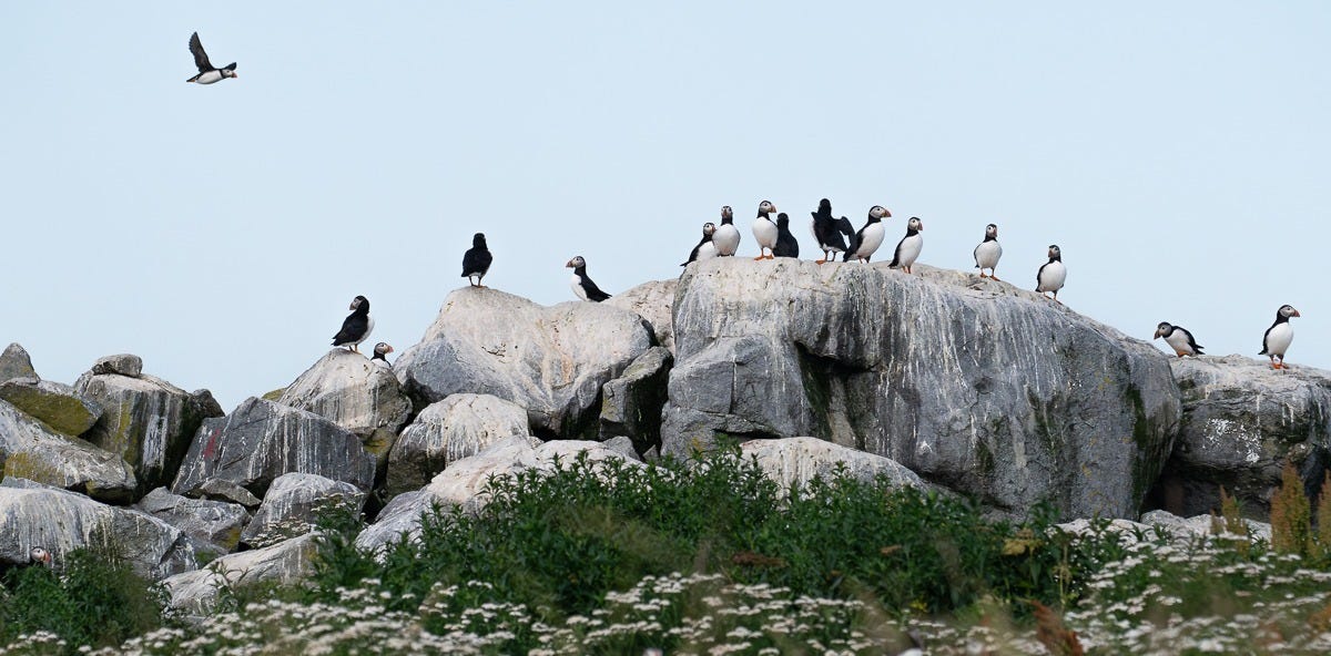 The Puffins of Machias Seal Island - by Heather Moran