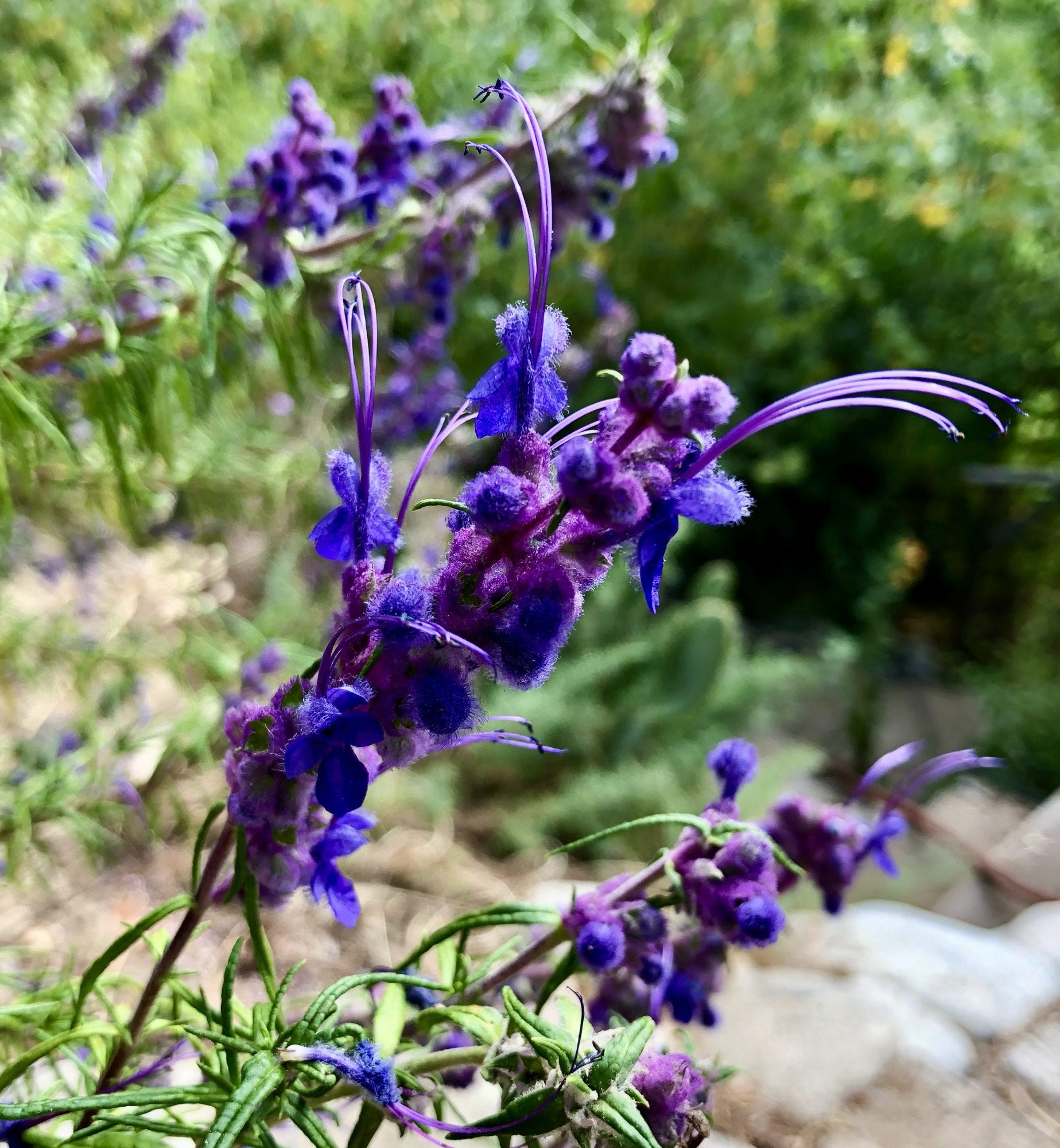 Woolly Blue Curse - LA Native Plant Notes
