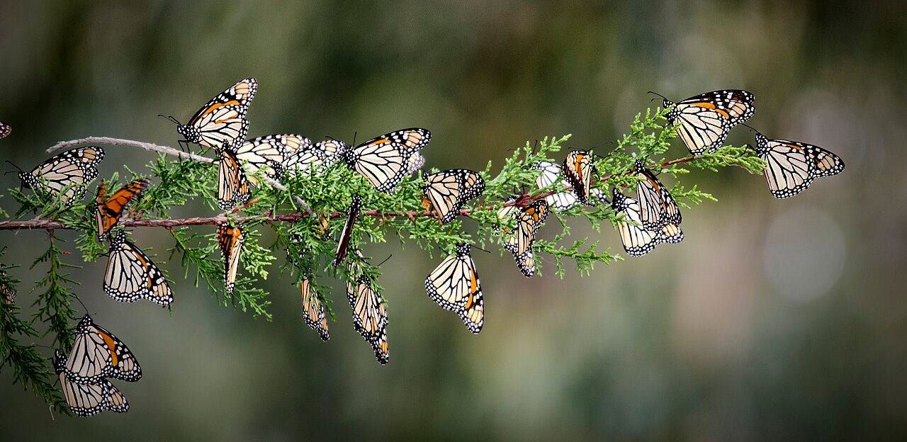 Monarchs - by Kate Bluett - Turn Me Back Again