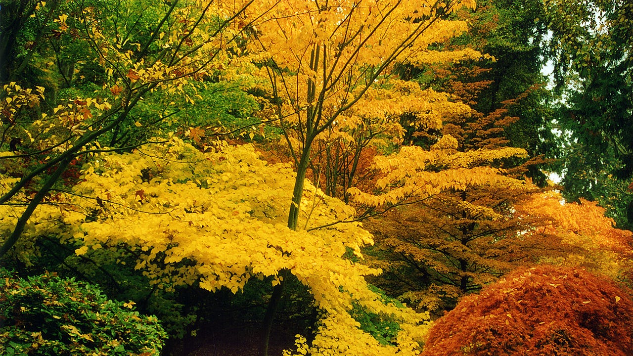 Everyday Heaven...Live Each Extraordinary Day | Cheryl Dalsanders | Substack