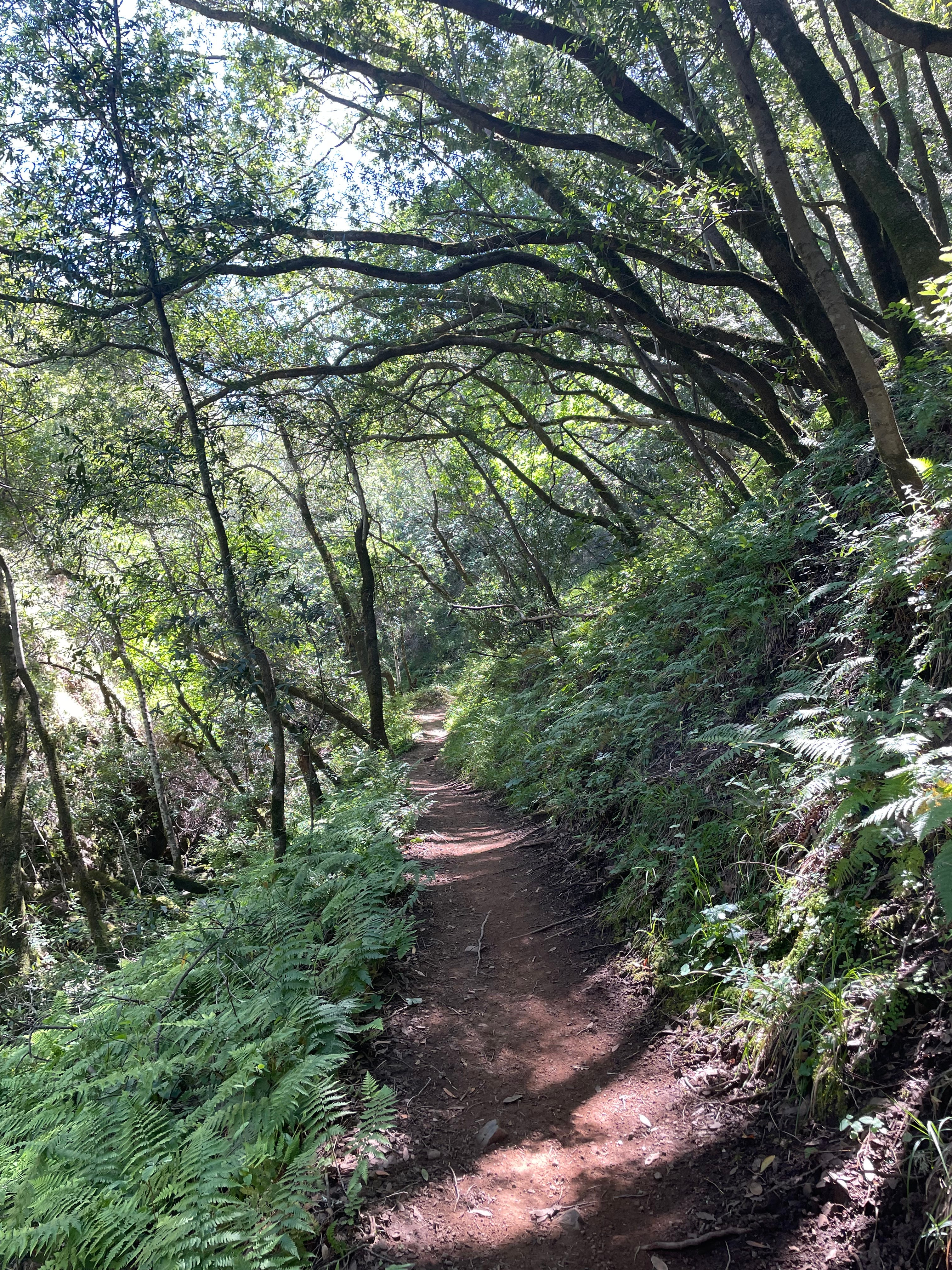 “Walking a Small, Hidden Path” - by Sam Codington