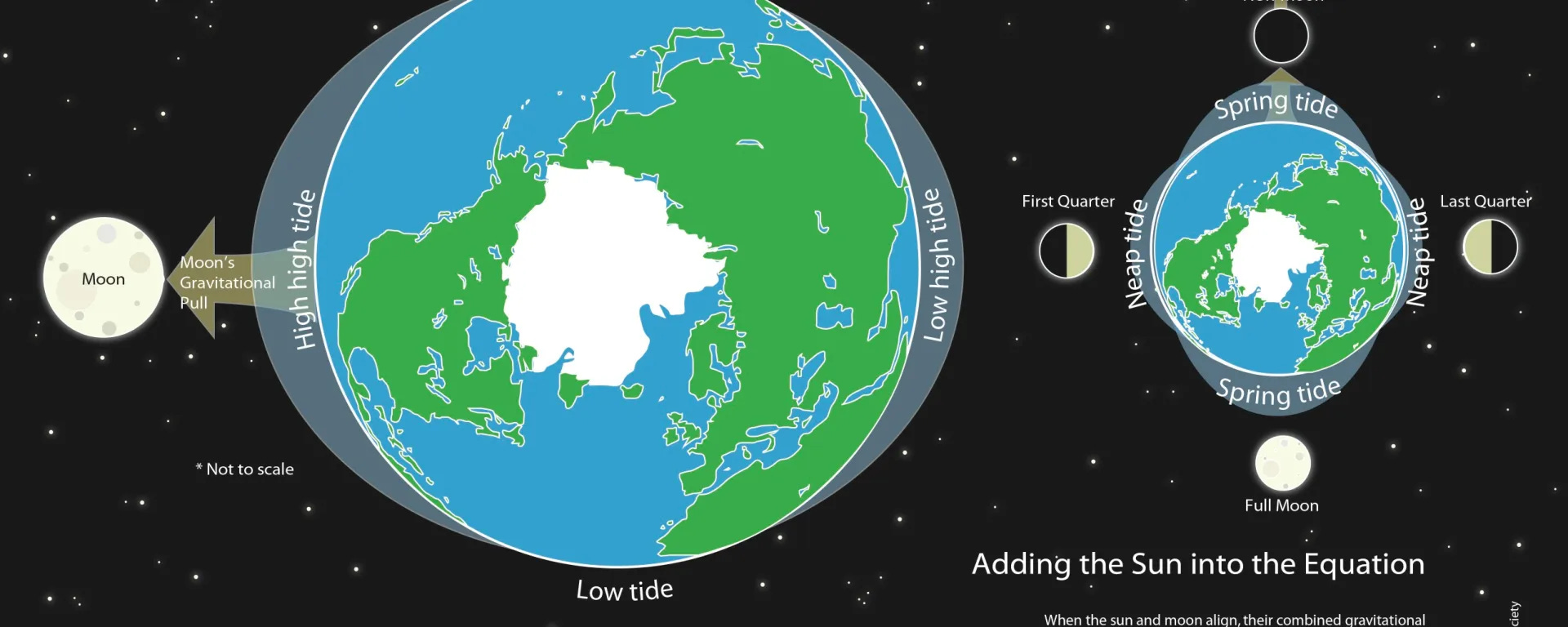Take a Night-time Low Tide Walk – The Mindful Naturalist
