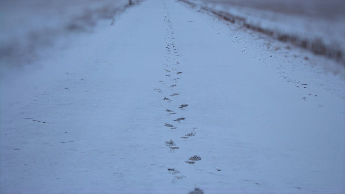 Murmurations #9 - Lydia Blundell