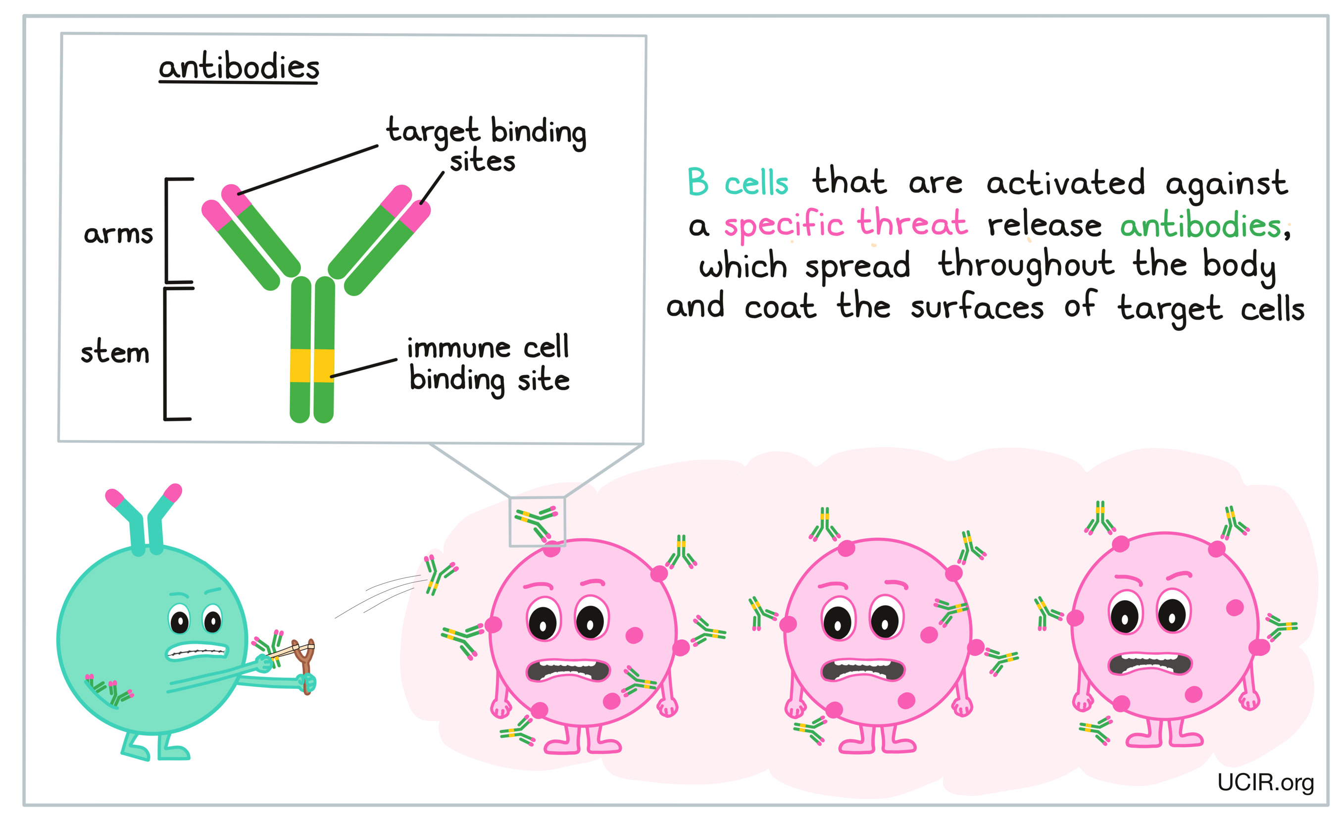 Developmental Biology pt. 1: Stem Cells - Eurydice Lives