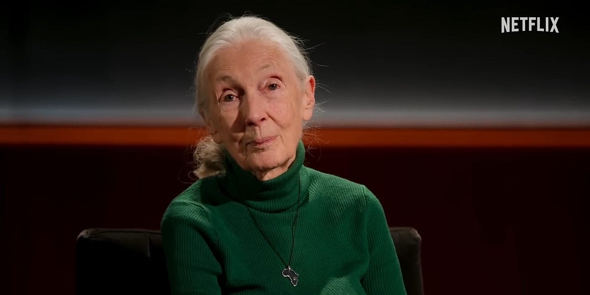 Jane Goodall's Final Message - Mountain Tūī
