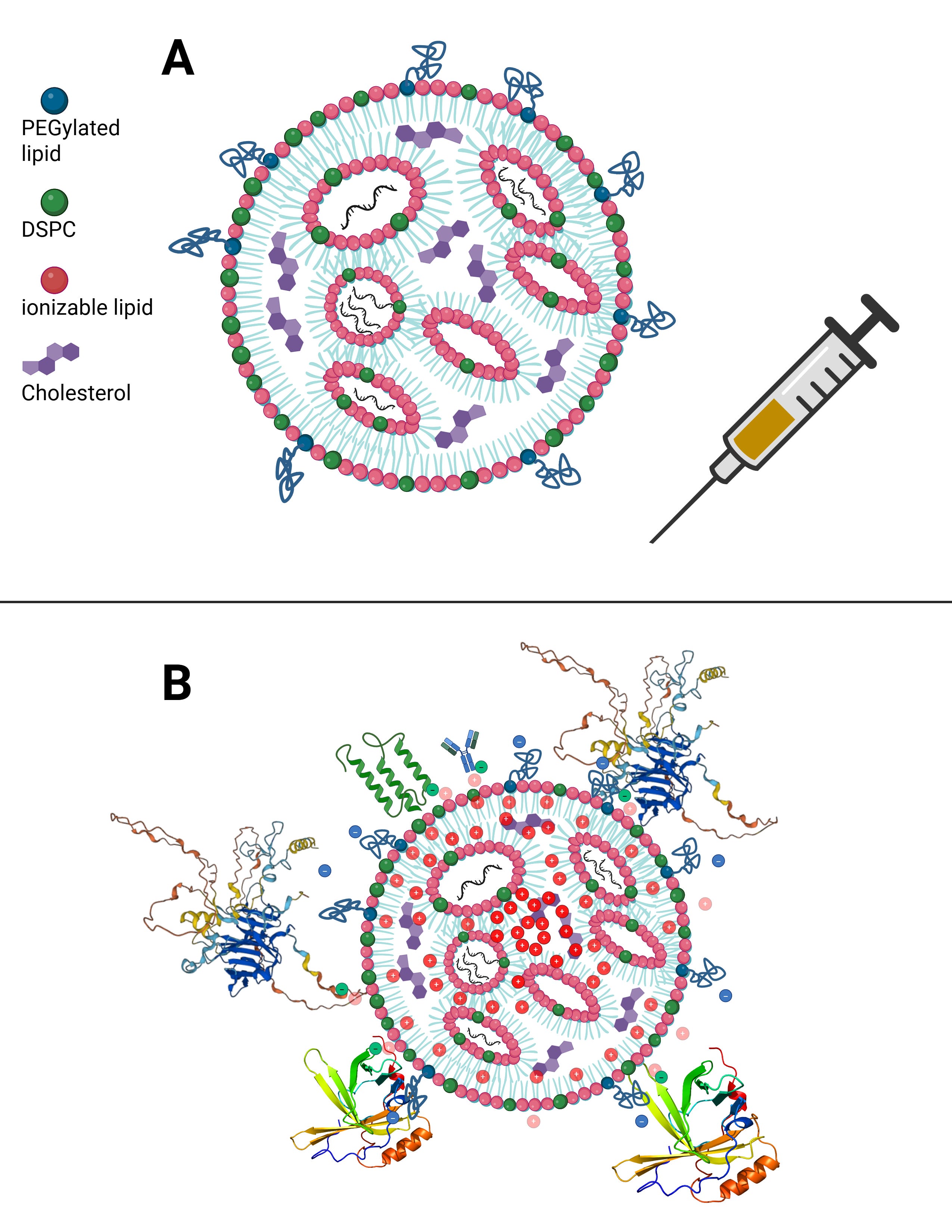 Lipid Nanoparticles as Active Biointerfaces