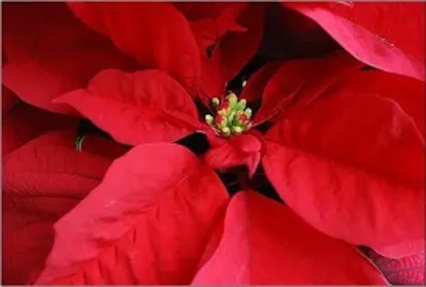 History of the Poinsettia - by Bill Petro