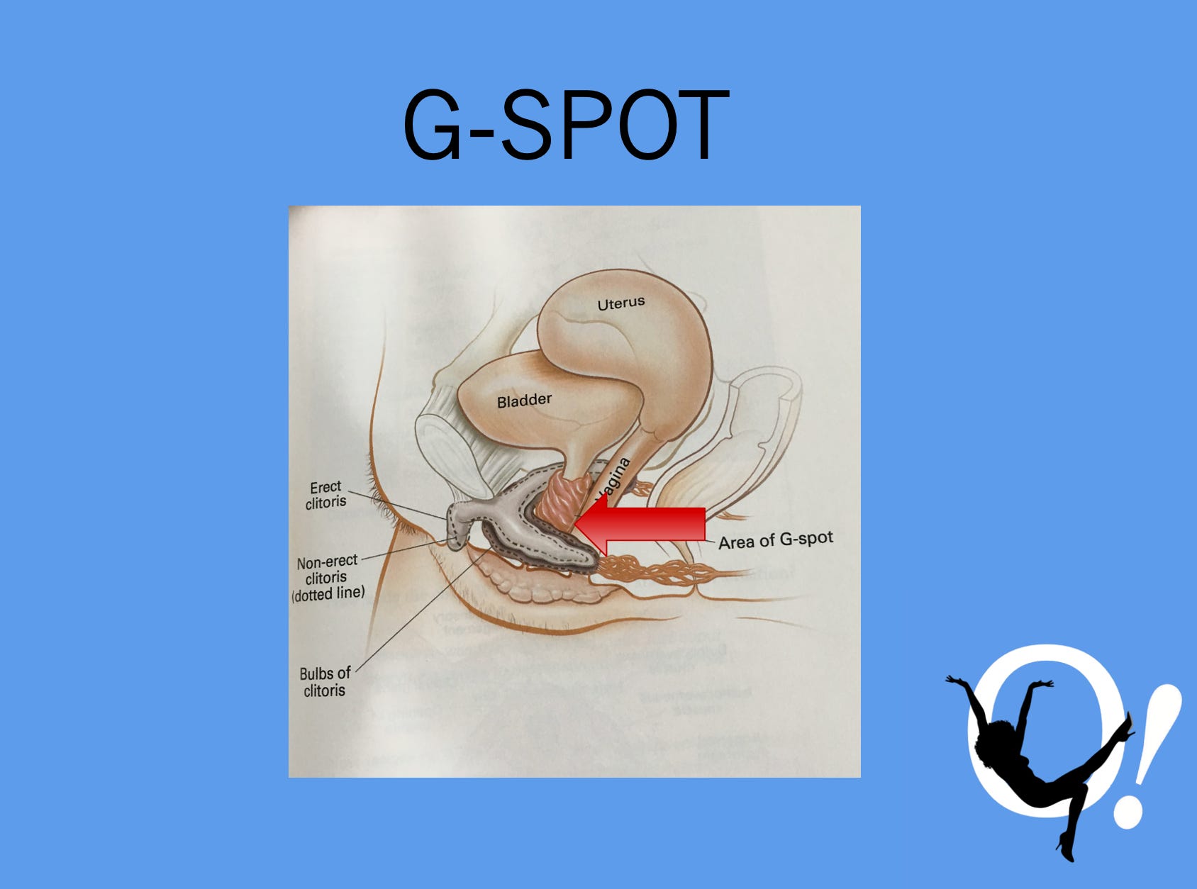 Female PELVIC and VULVAR ANATOMY - by Lauren Streicher MD