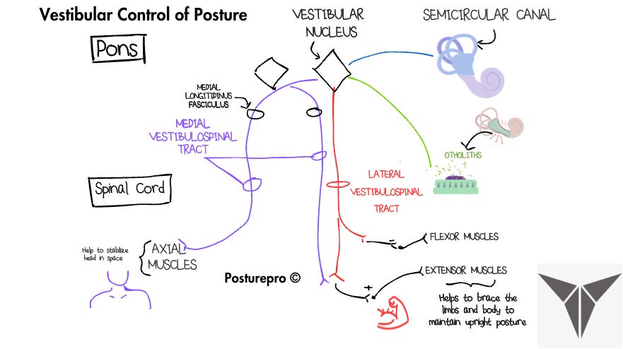 How the Brain Controls Your Foot Position (And What You Can Do About It)