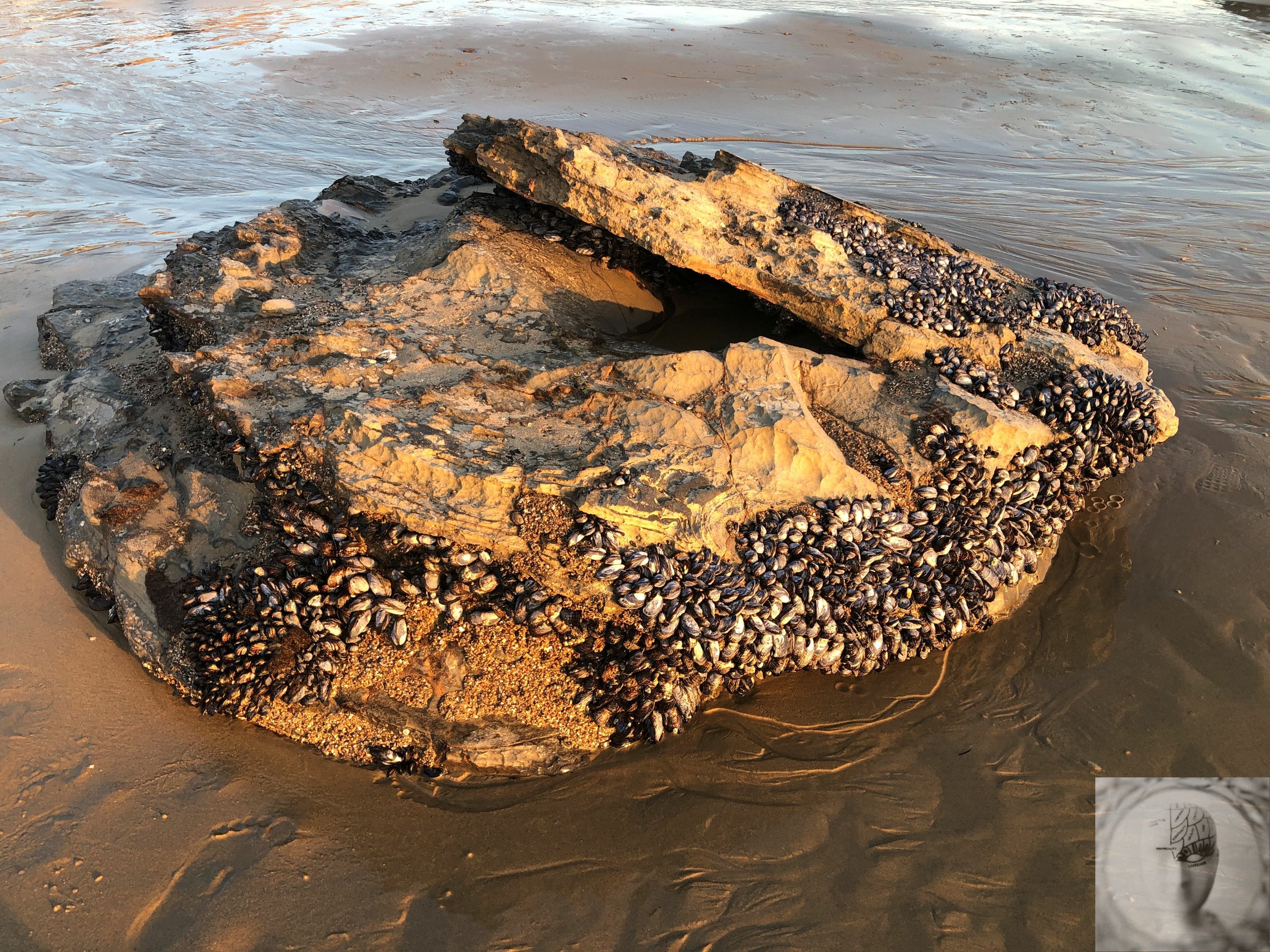 The Self-Censorship They Didn't Want to Hear About: Intellectual ...