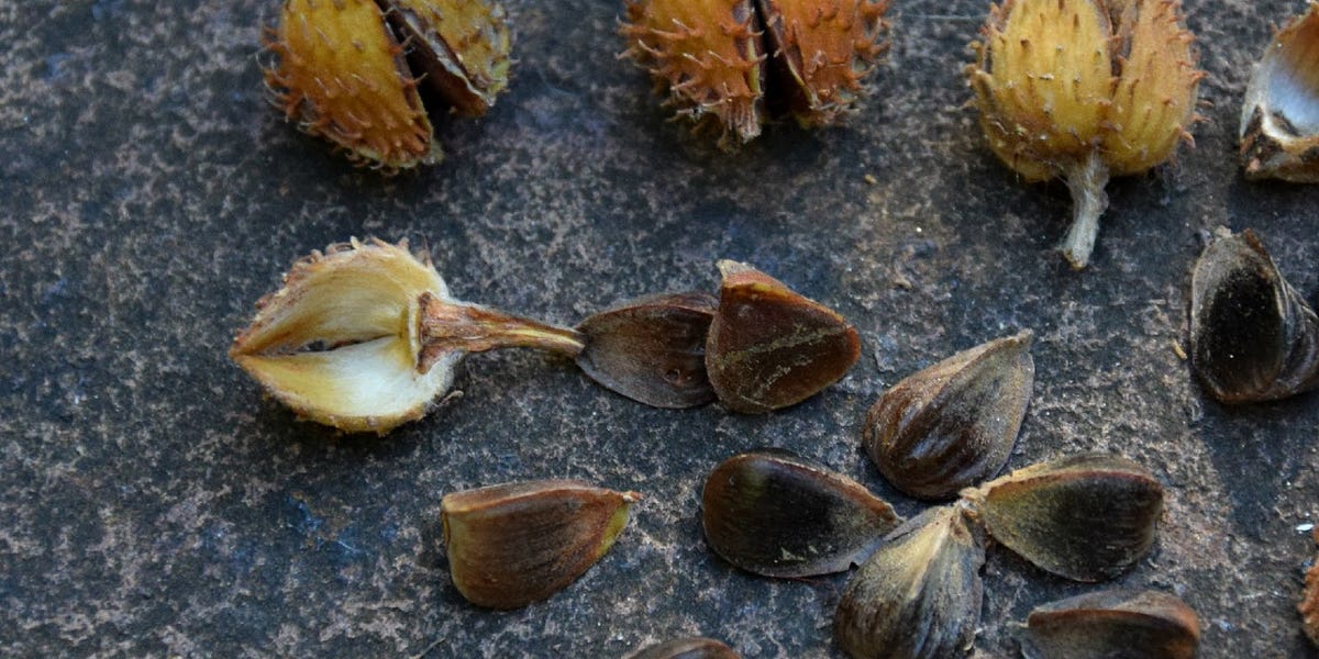 beech nut tree fruit