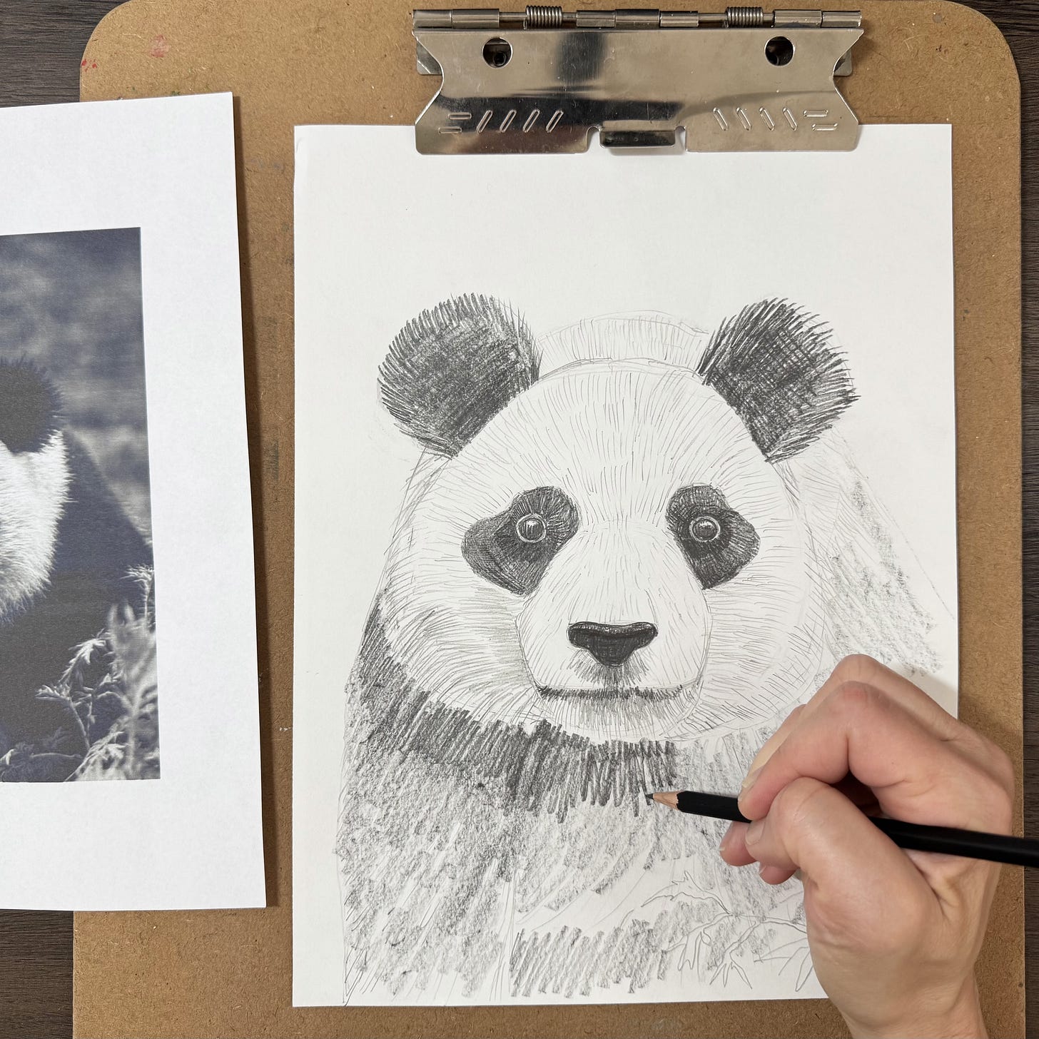 How to Draw a Panda - by Lisa Johnston Hancock