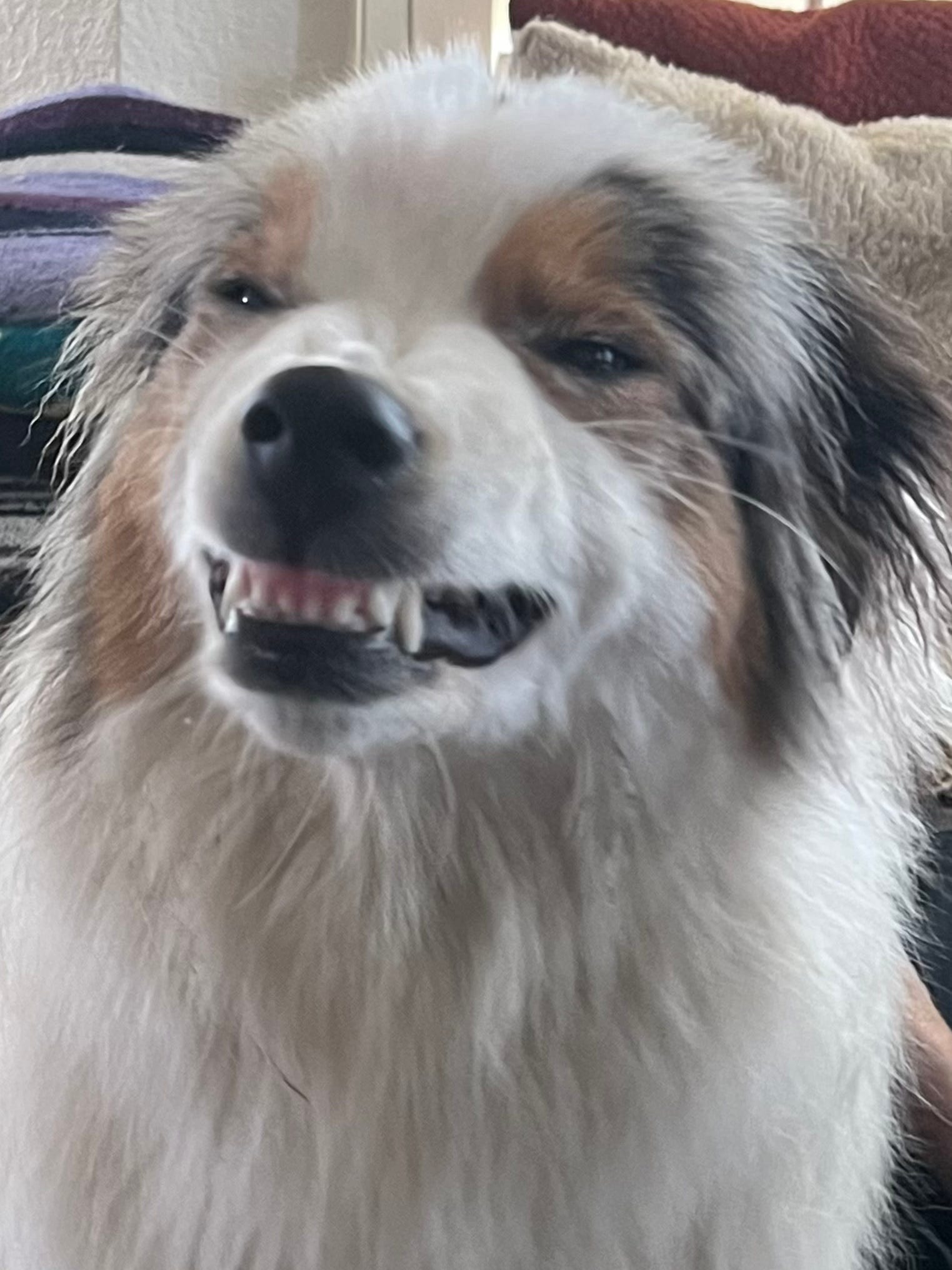 Do Dogs Really Smile?