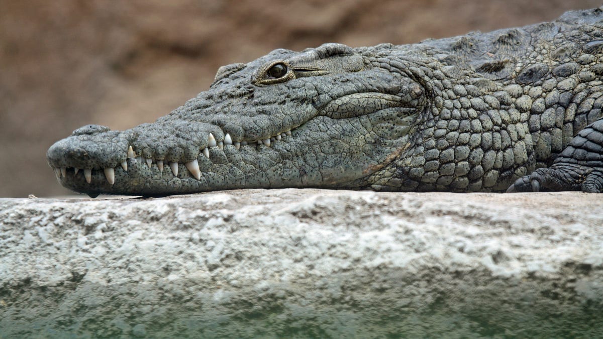 Comments - Canada Feeds the Crocodile