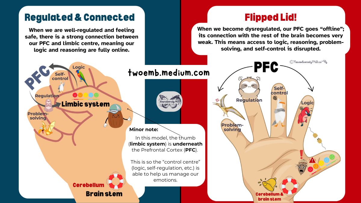 Dr. Siegel’s Hand Model of the Brain - by Jillian Enright
