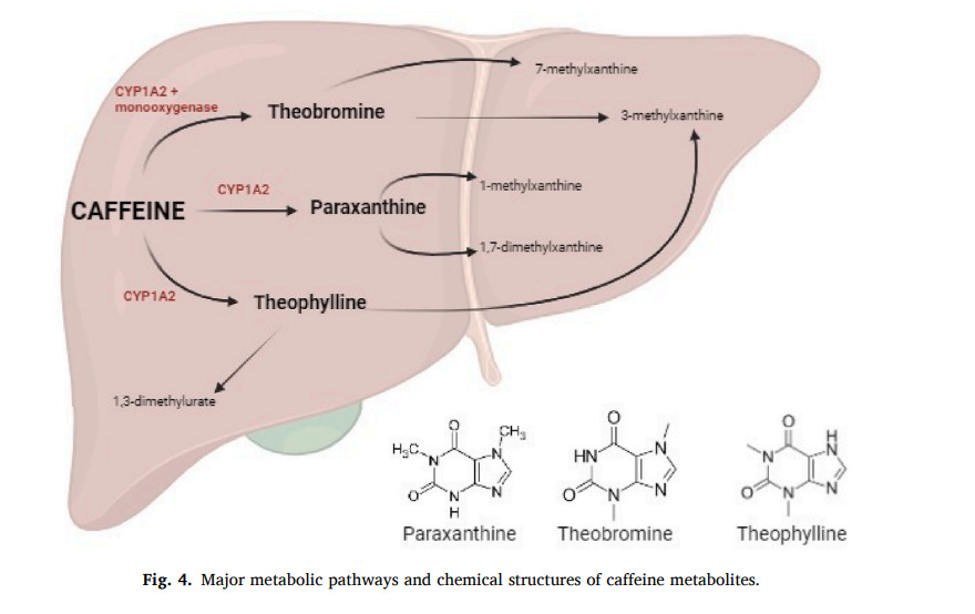 The science behind coffee and caffeine