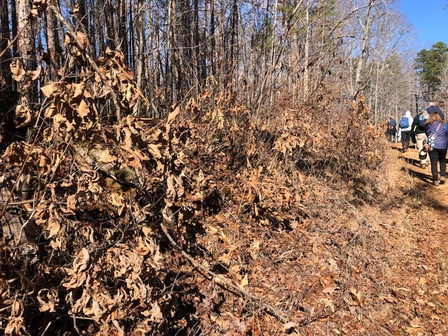 Why do beech trees keep their leaves all winter?