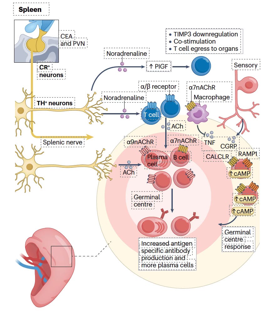 Our Brain—Immune Axis Gets A Jolt - by Eric Topol