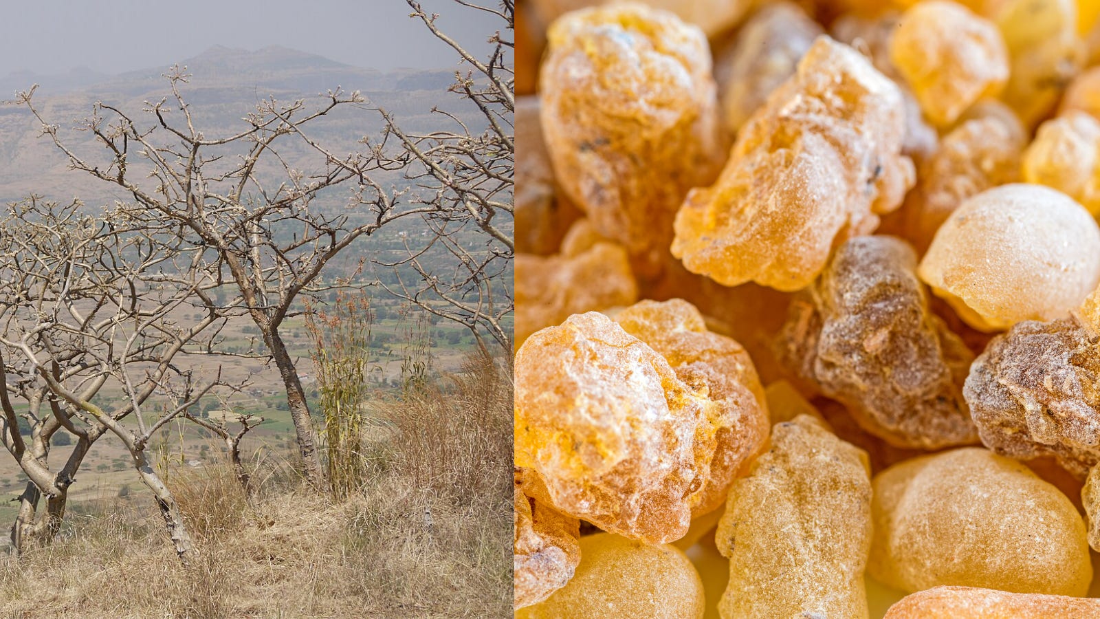 Frankincense: A Gift of the Magi - by Cassandra Quave