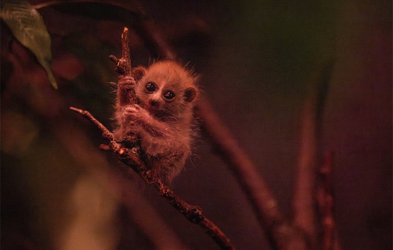 Pygmy Slow Loris - by Martini Glambassador