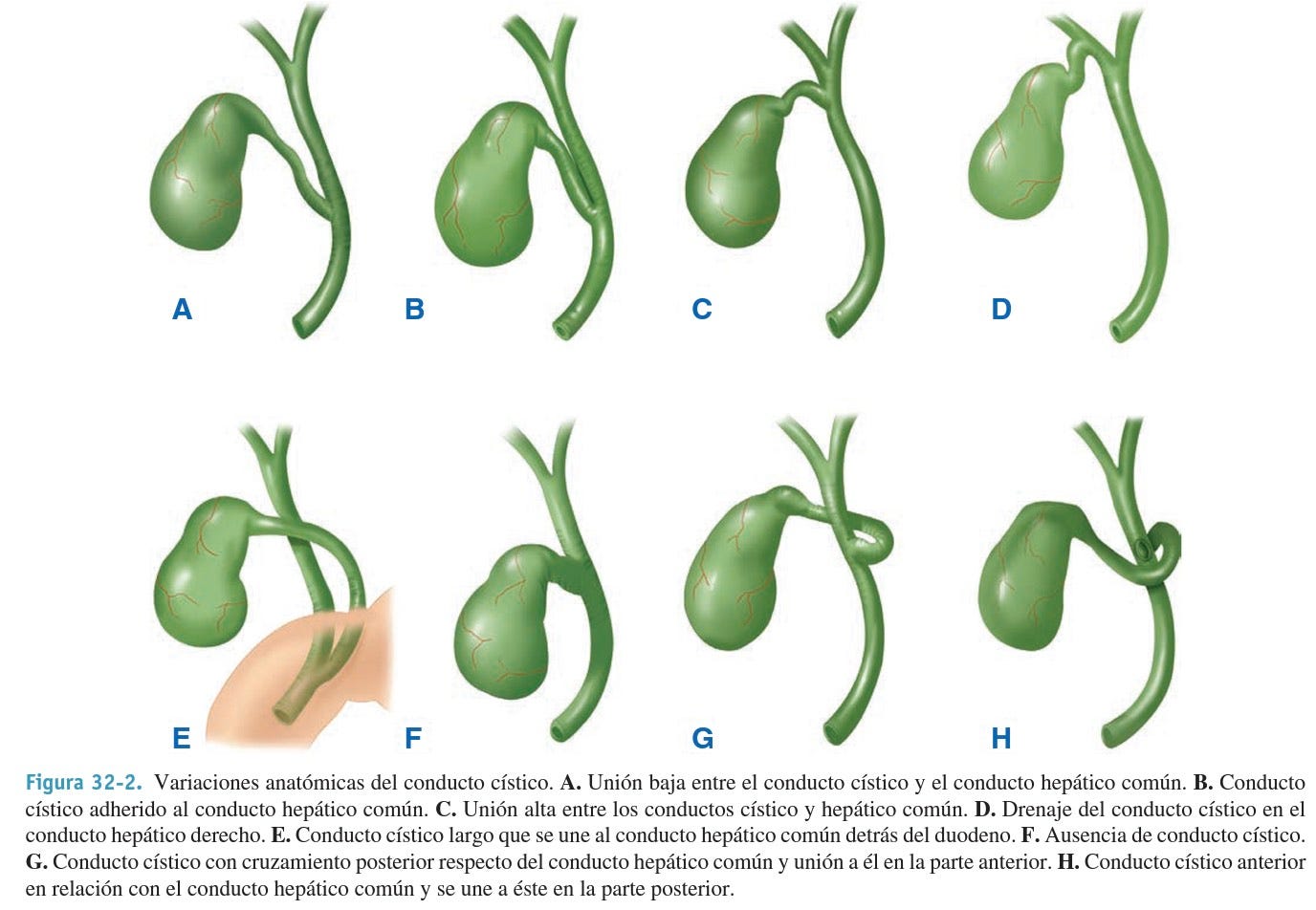 Vesícula biliar: anatomía, fisiología y patologías