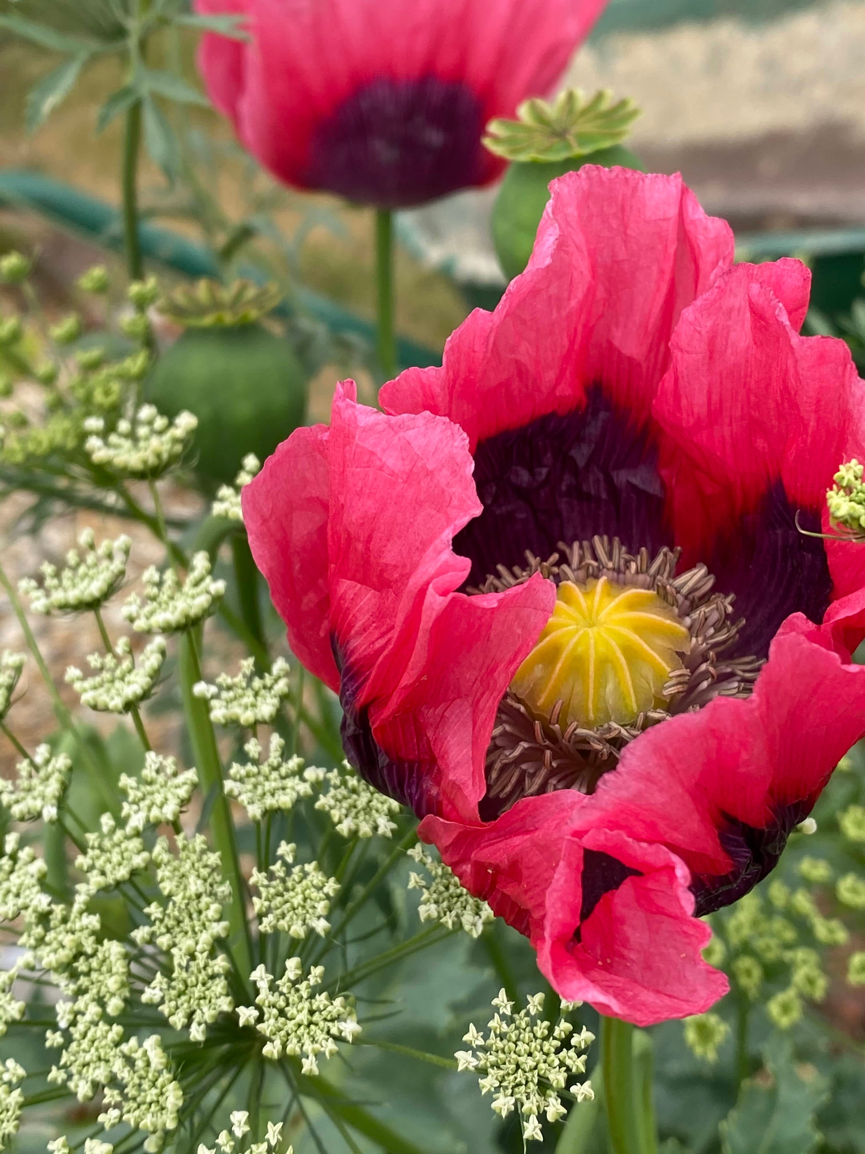 What Are The Different Poppy Colours
