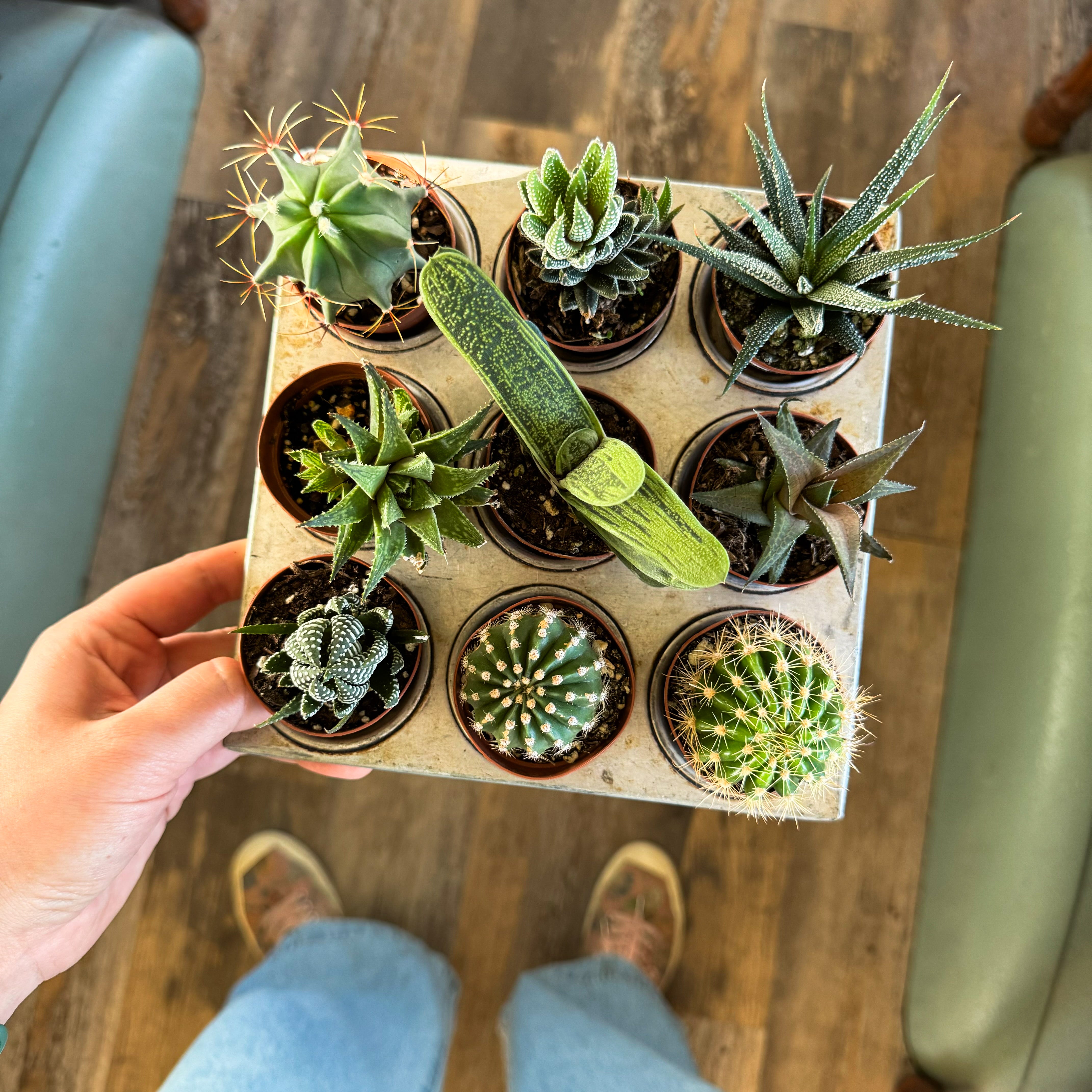 The Double Life of Succulents: Understanding Dormancy and Growth Cycles ...