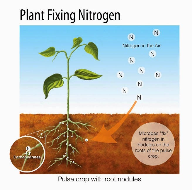 Nitrogen Fixation - How it Works and a Look at Some Super Nitrogen ...