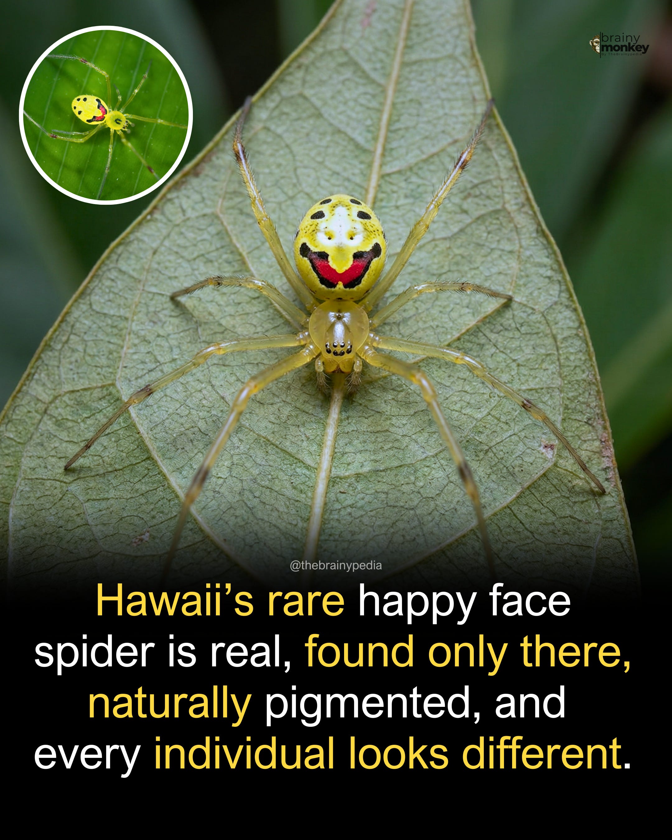The Brainypedia (@thebrainypedia): "Hawaii is home to one of the most ...