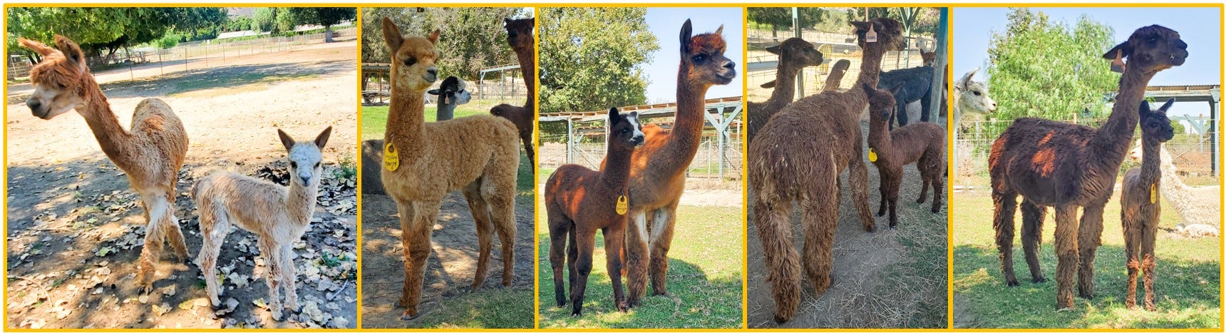 38+ Crias & Counting, Cria Kisses, & Legends of Windy Hill